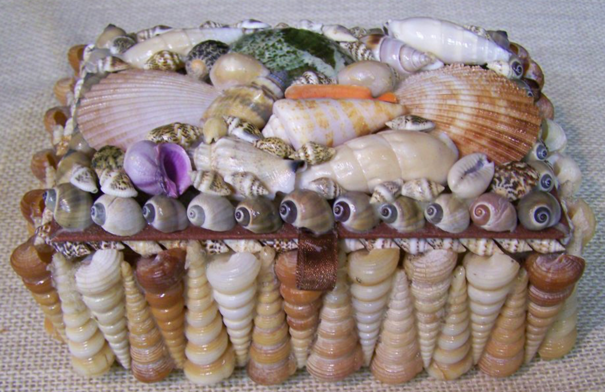 Shell Box - Turritella Base with Pectin and Mix – Shore And More