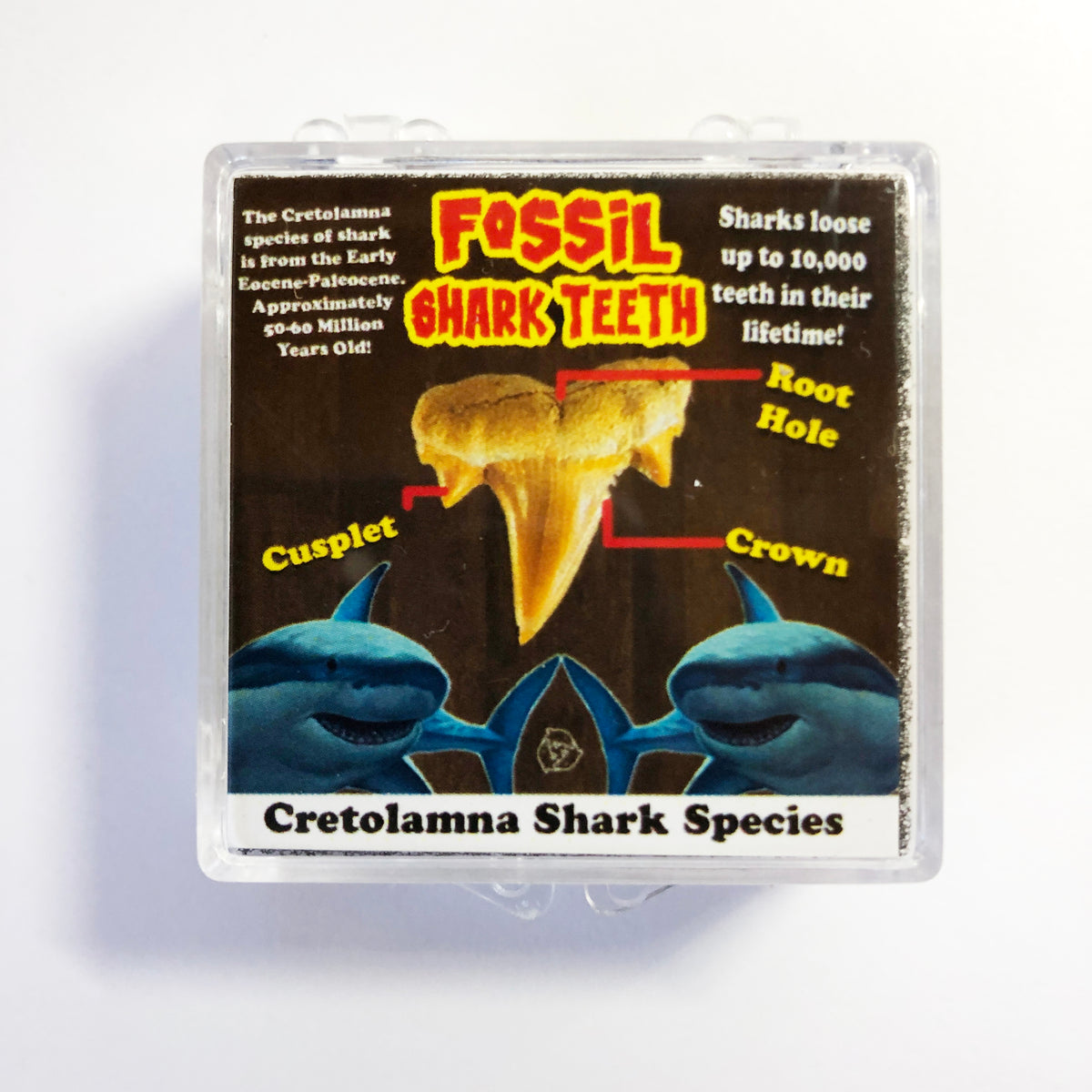 Shark Tooth Cretolamna – Shore And More